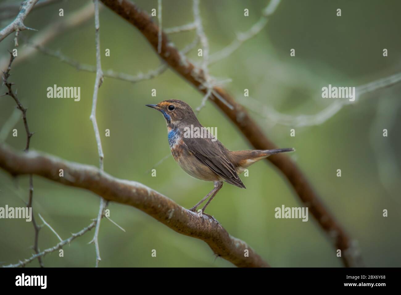 Member of the thrush family hi-res stock photography and images - Alamy