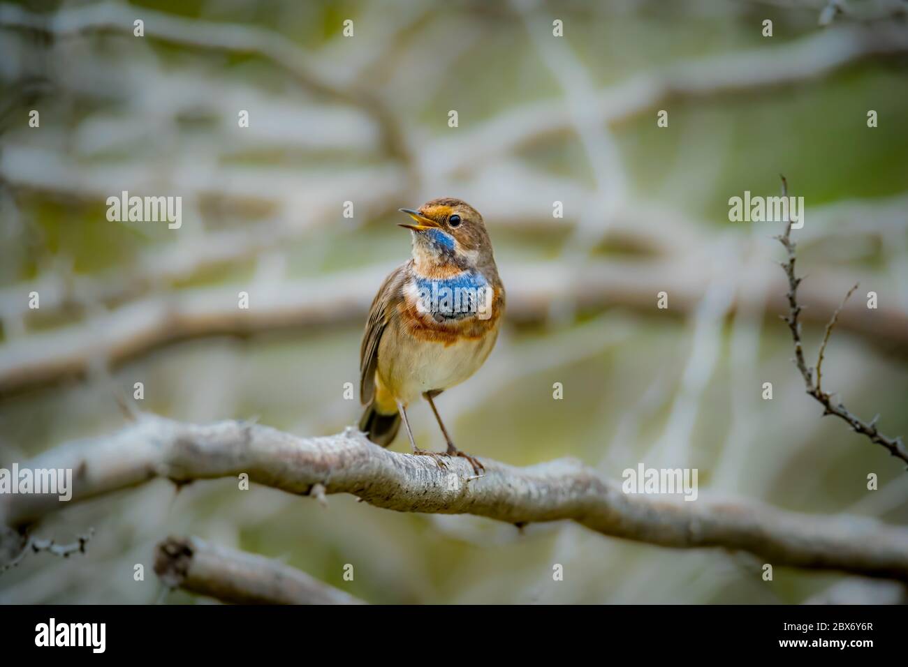 Member of the thrush family hi-res stock photography and images - Alamy