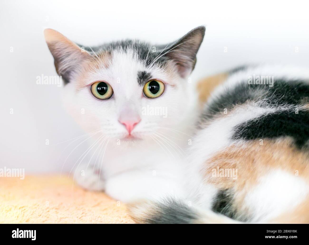 Timid hi-res stock photography and images - Alamy