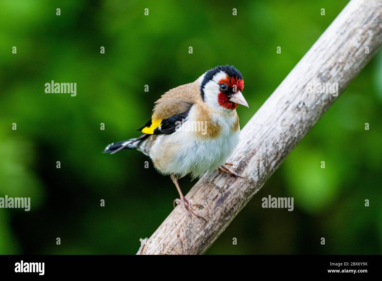Goldfinch bird hi-res stock photography and images - Alamy