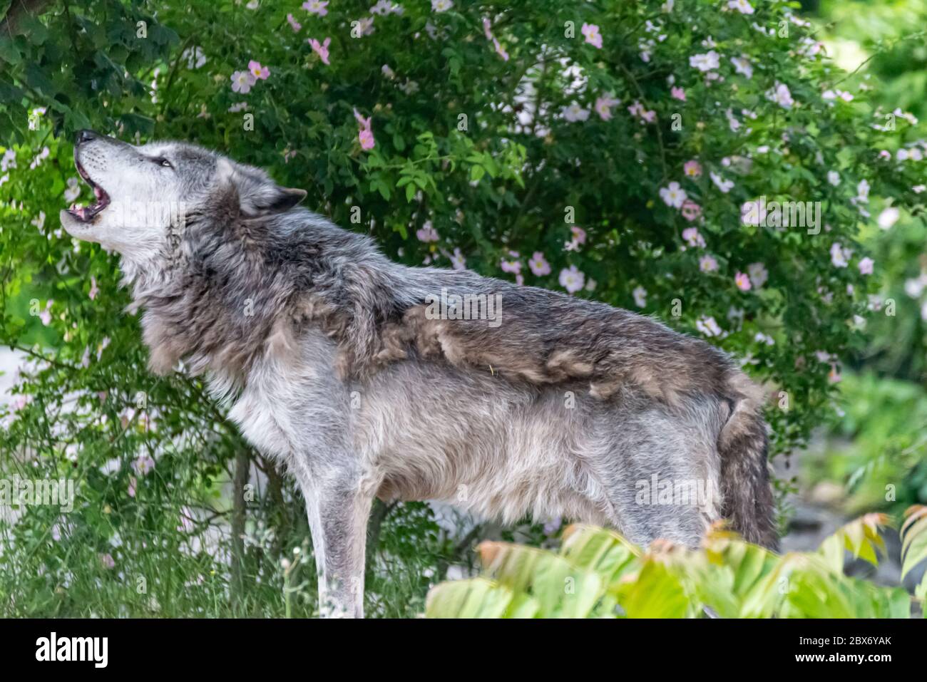 Timberwolf in his territory during fur change Stock Photo - Alamy
