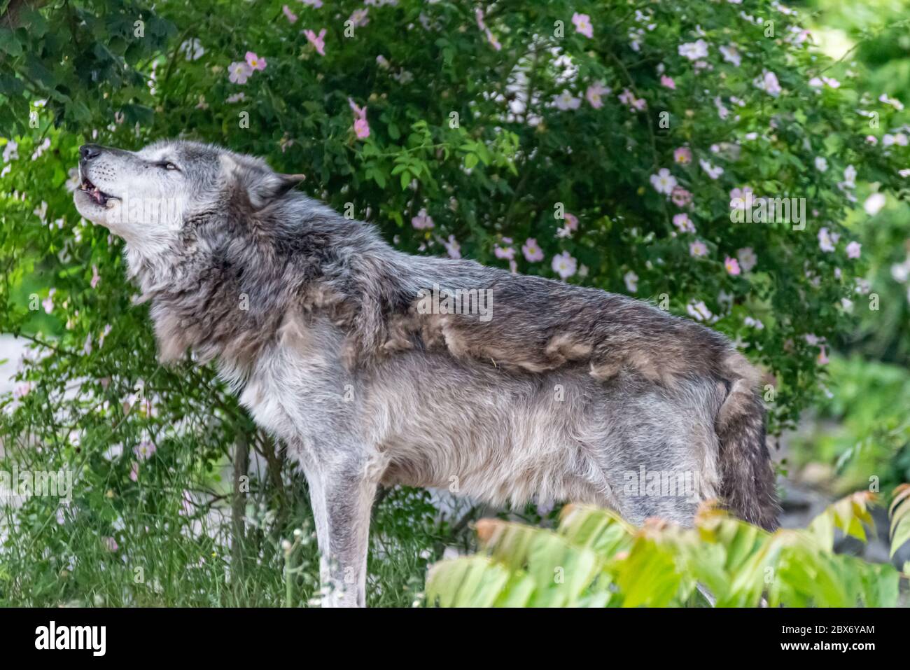 Timberwolf Eyes High Resolution Stock Photography and Images - Alamy