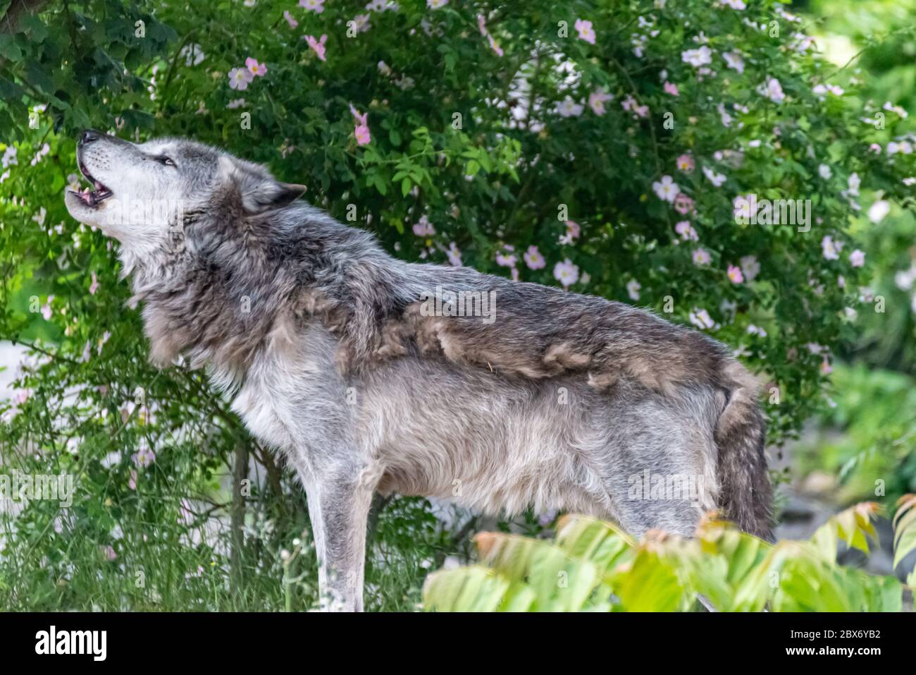 Timberwolf in his territory during fur change Stock Photo - Alamy