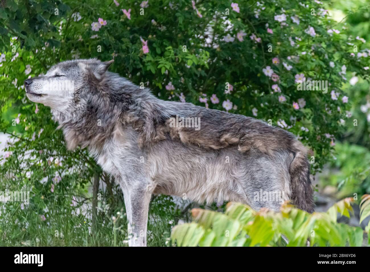 Timberwolf in his territory during fur change Stock Photo - Alamy