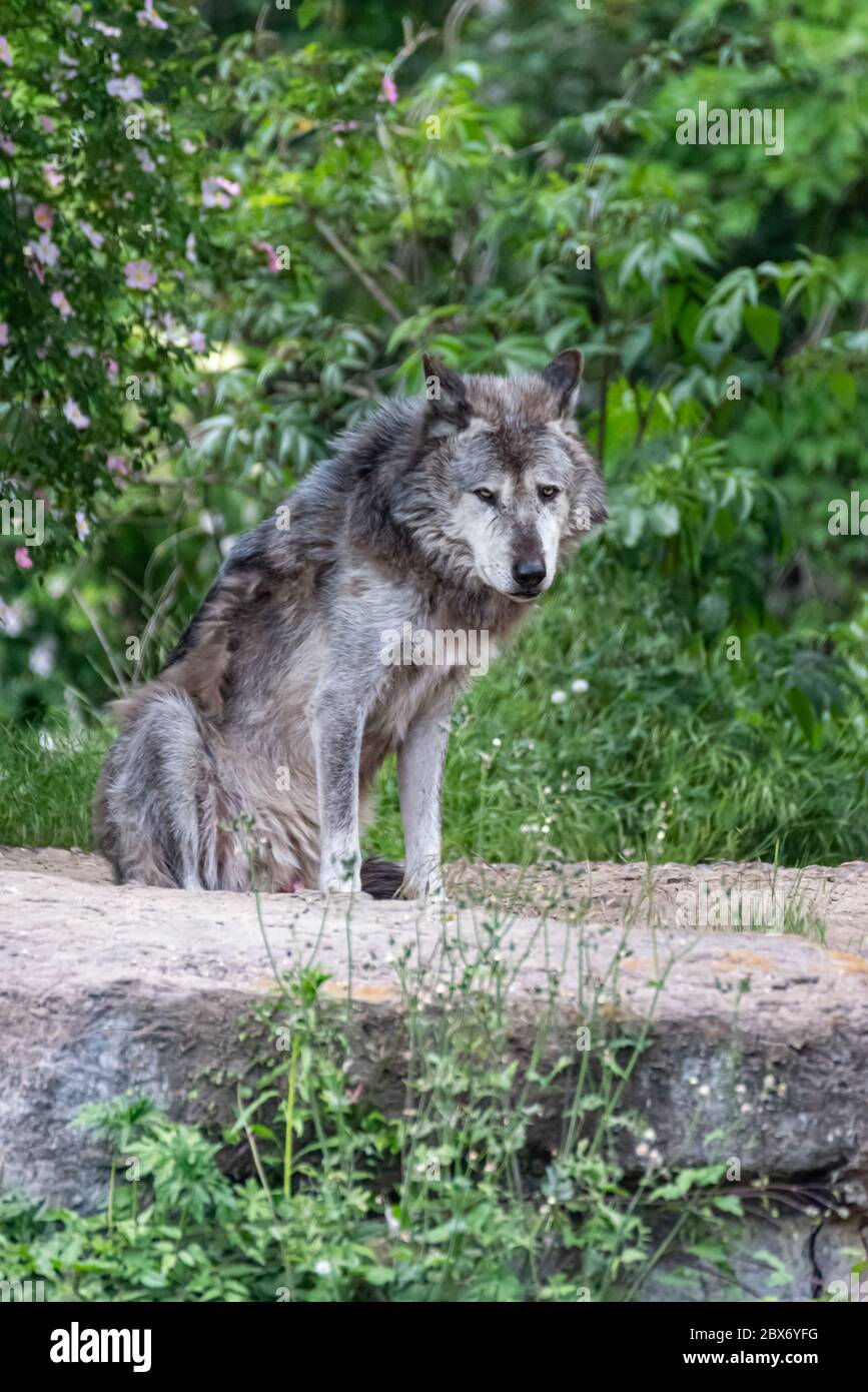 Timberwolf in his territory during fur change Stock Photo - Alamy