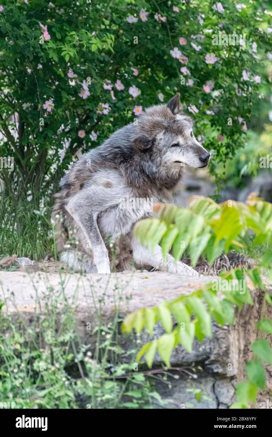 Timberwolf Eyes High Resolution Stock Photography and Images - Alamy