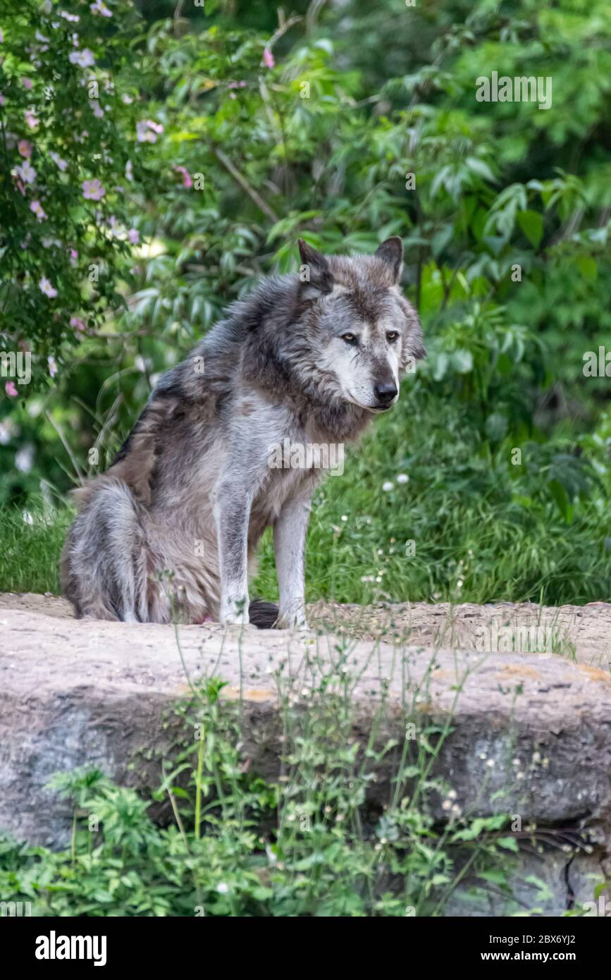 Timberwolf Eyes High Resolution Stock Photography and Images - Alamy