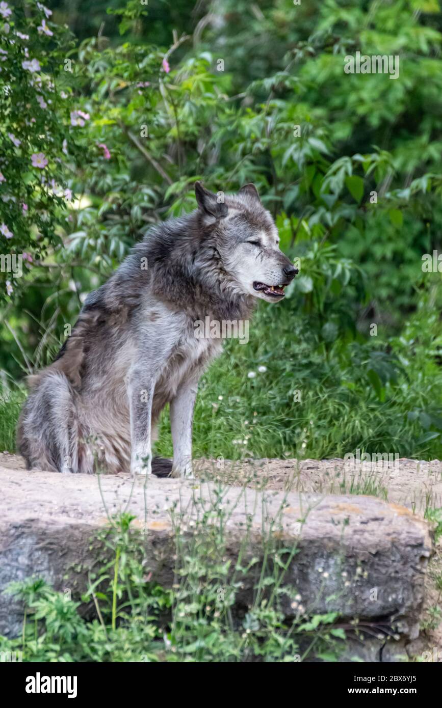 Timberwolf in his territory during fur change Stock Photo - Alamy