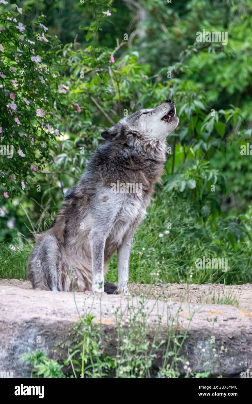 Timberwolf in his territory during fur change Stock Photo - Alamy