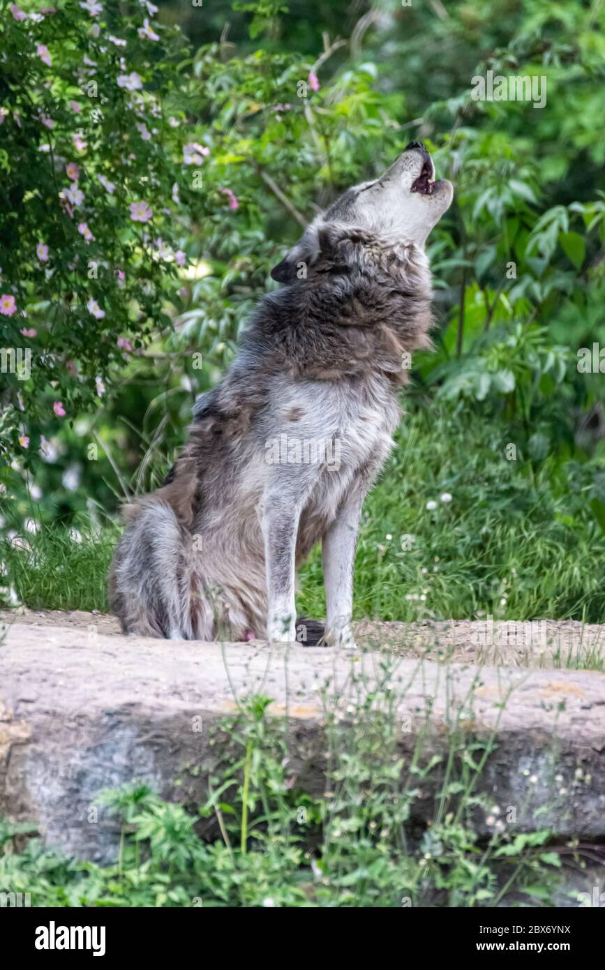 Timberwolf in his territory during fur change Stock Photo - Alamy