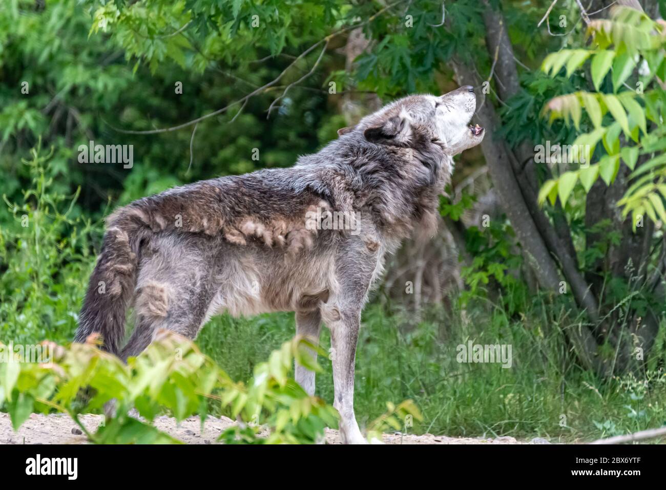 Timberwolf in his territory during fur change Stock Photo - Alamy