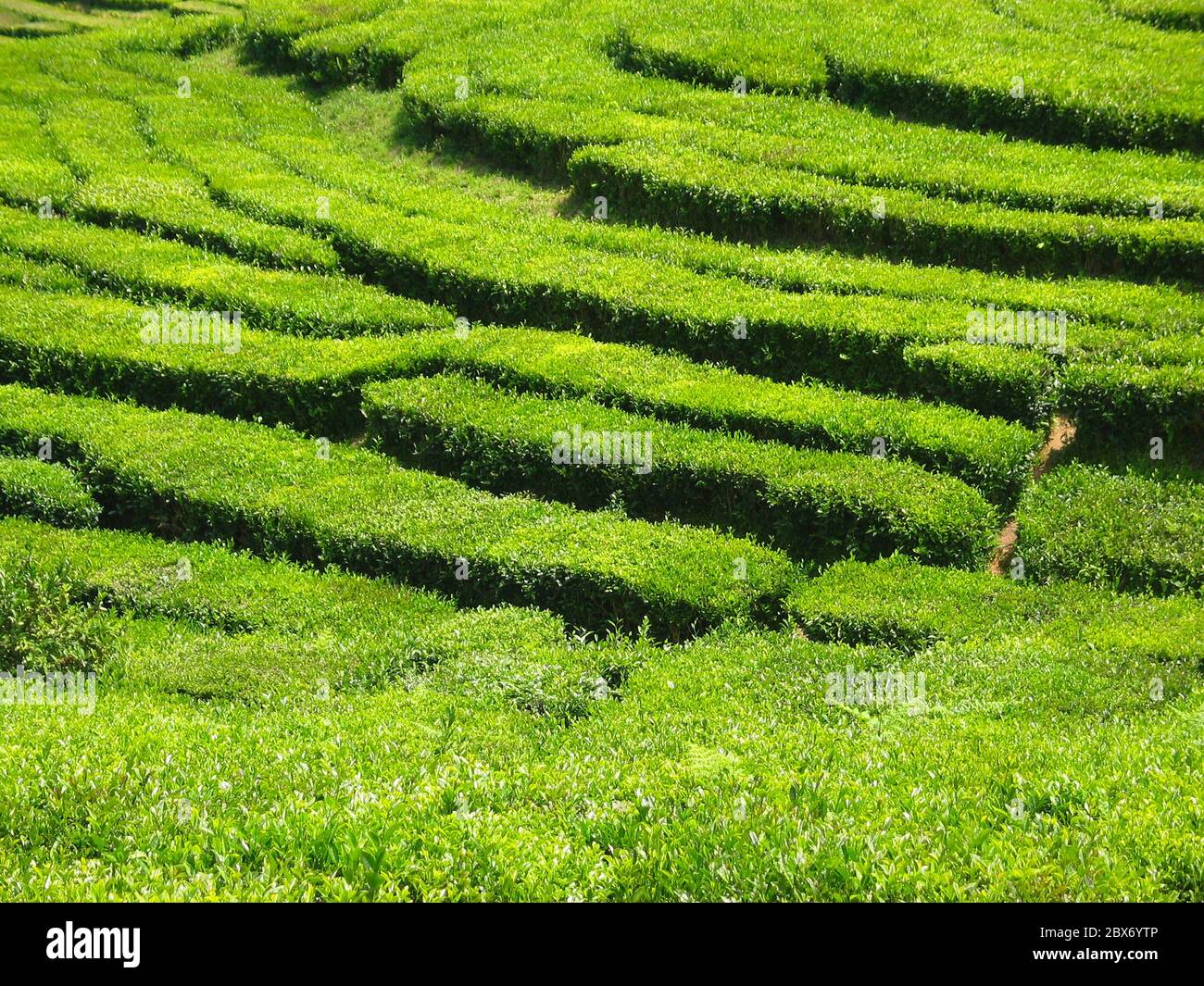 Camellia sinensis (tea) plant hi-res stock photography and images - Alamy