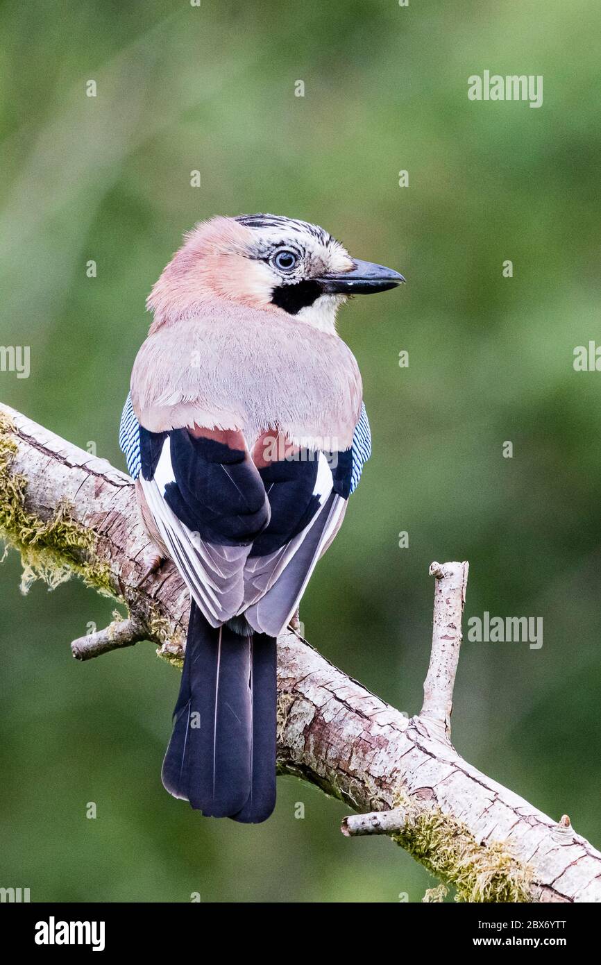 European Jay in mid Wales during springtime Stock Photo - Alamy