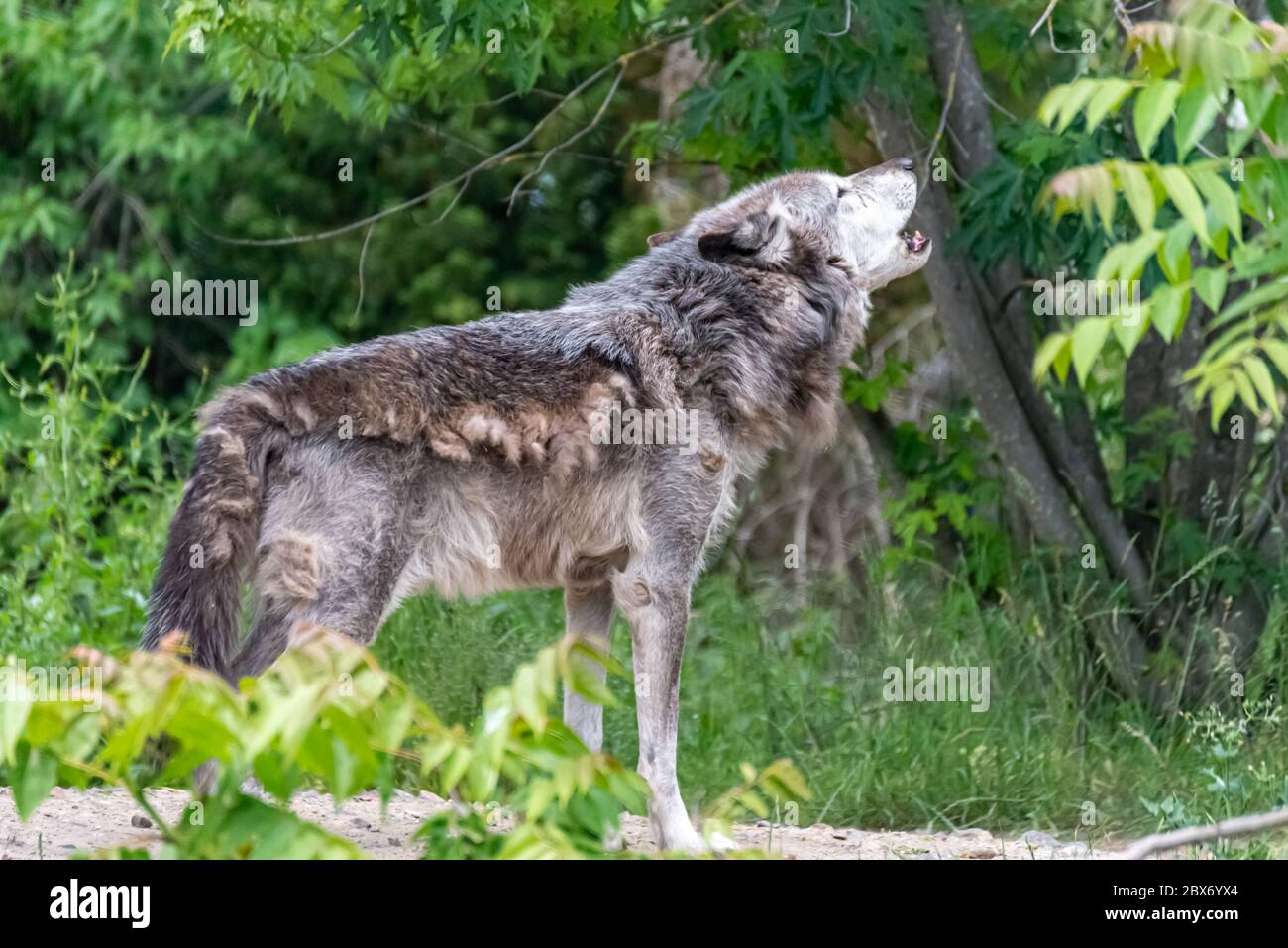 Timberwolf in his territory during fur change Stock Photo - Alamy