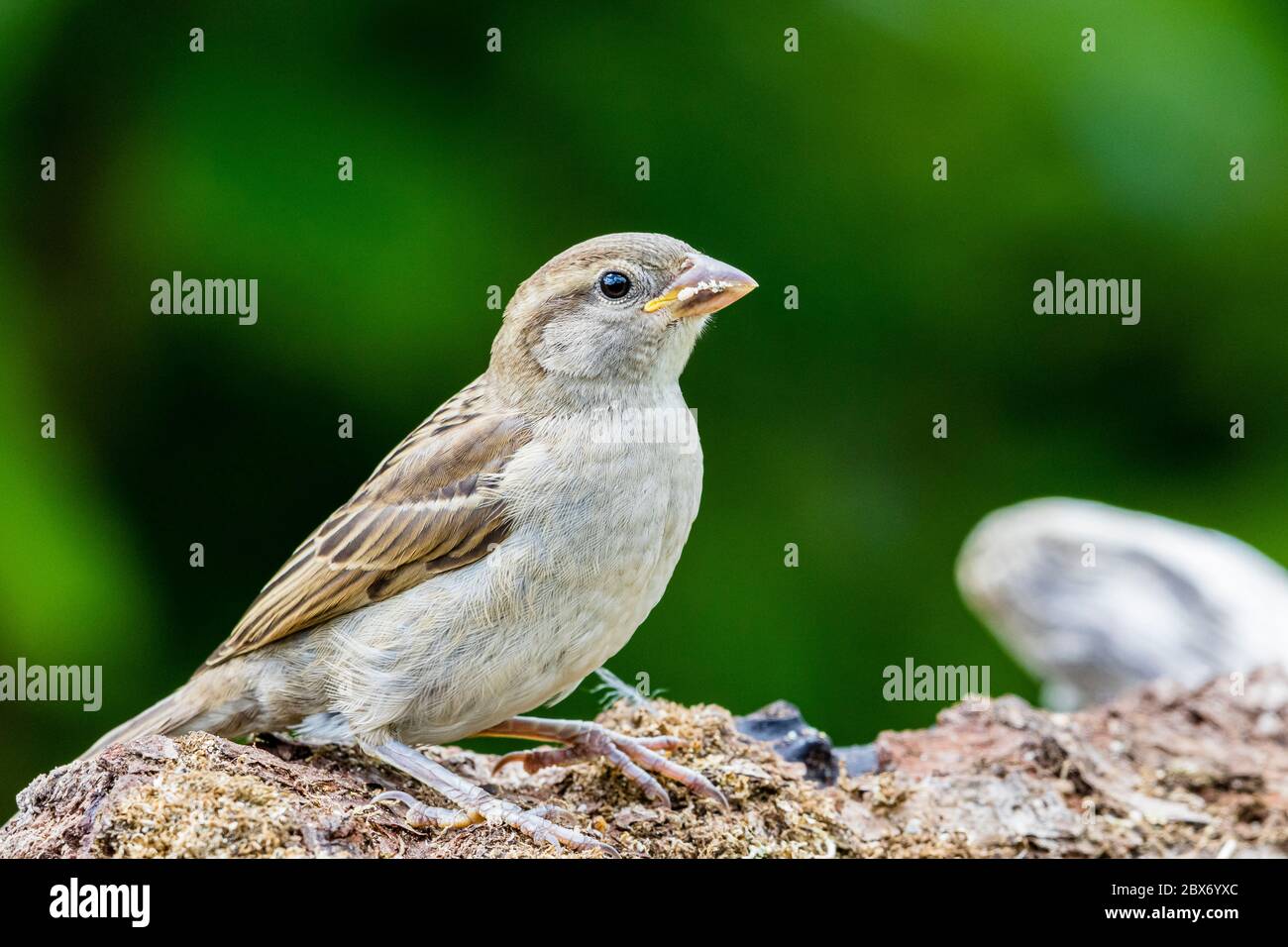 House sparrow chick in mid Wales during Springtime Stock Photo - Alamy