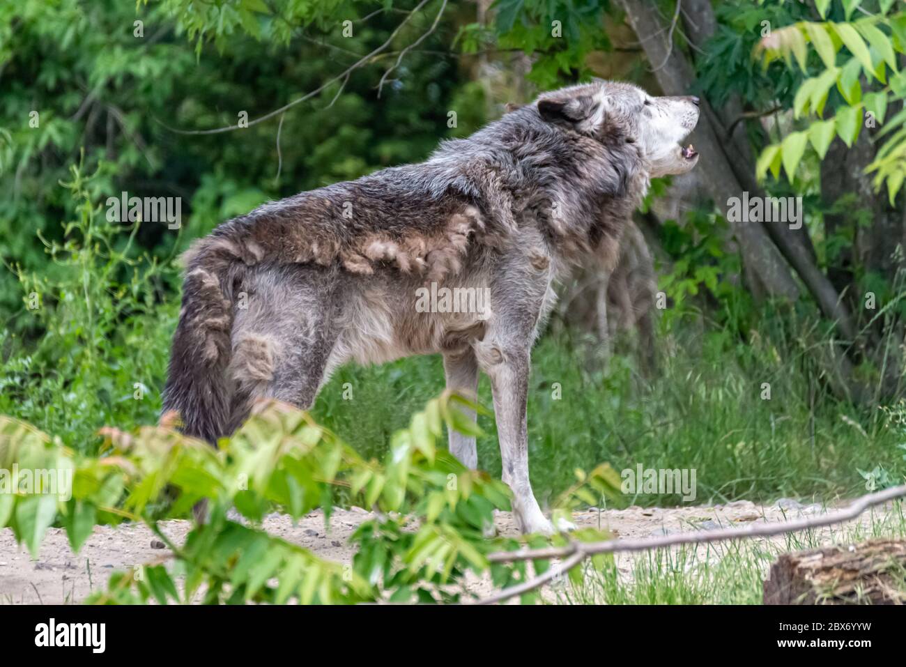 Timberwolf in his territory during fur change Stock Photo - Alamy