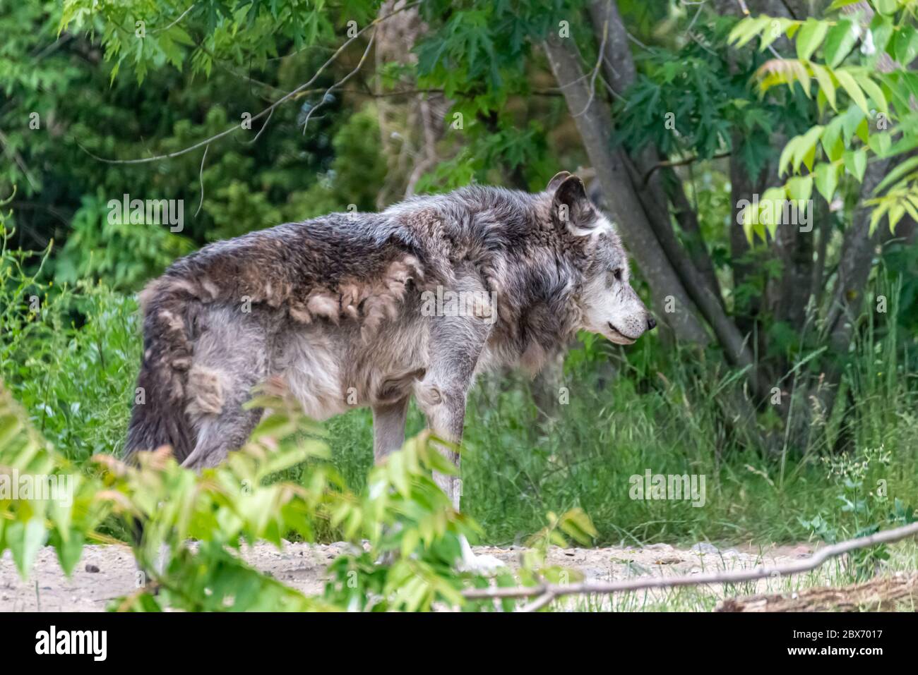 Timberwolf in his territory during fur change Stock Photo - Alamy