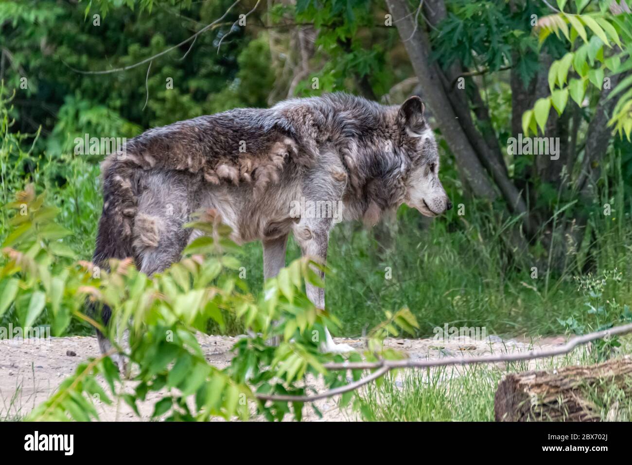 Timberwolf in his territory during fur change Stock Photo - Alamy