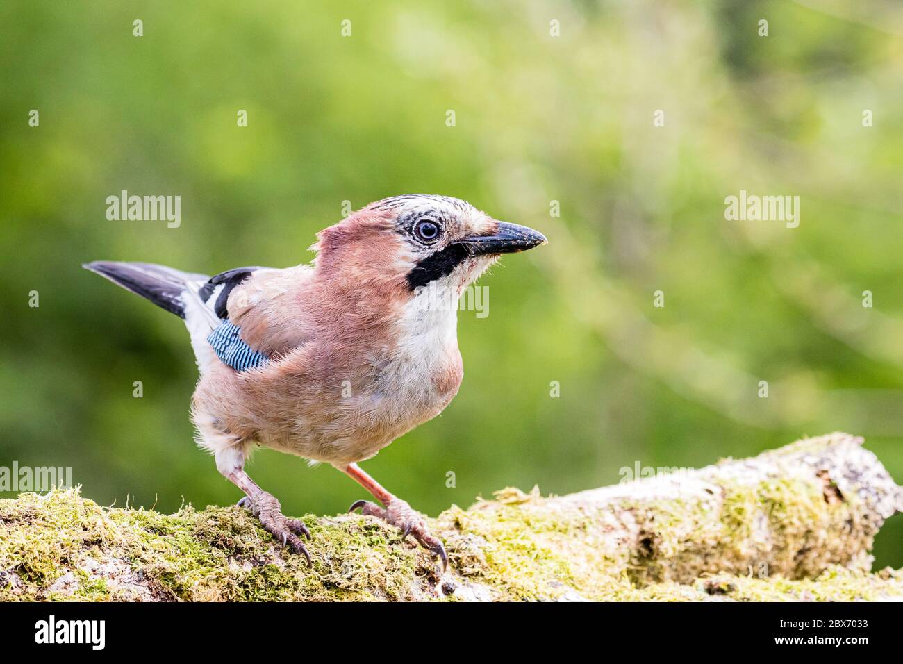 European Jay in mid Wales during springtime Stock Photo - Alamy