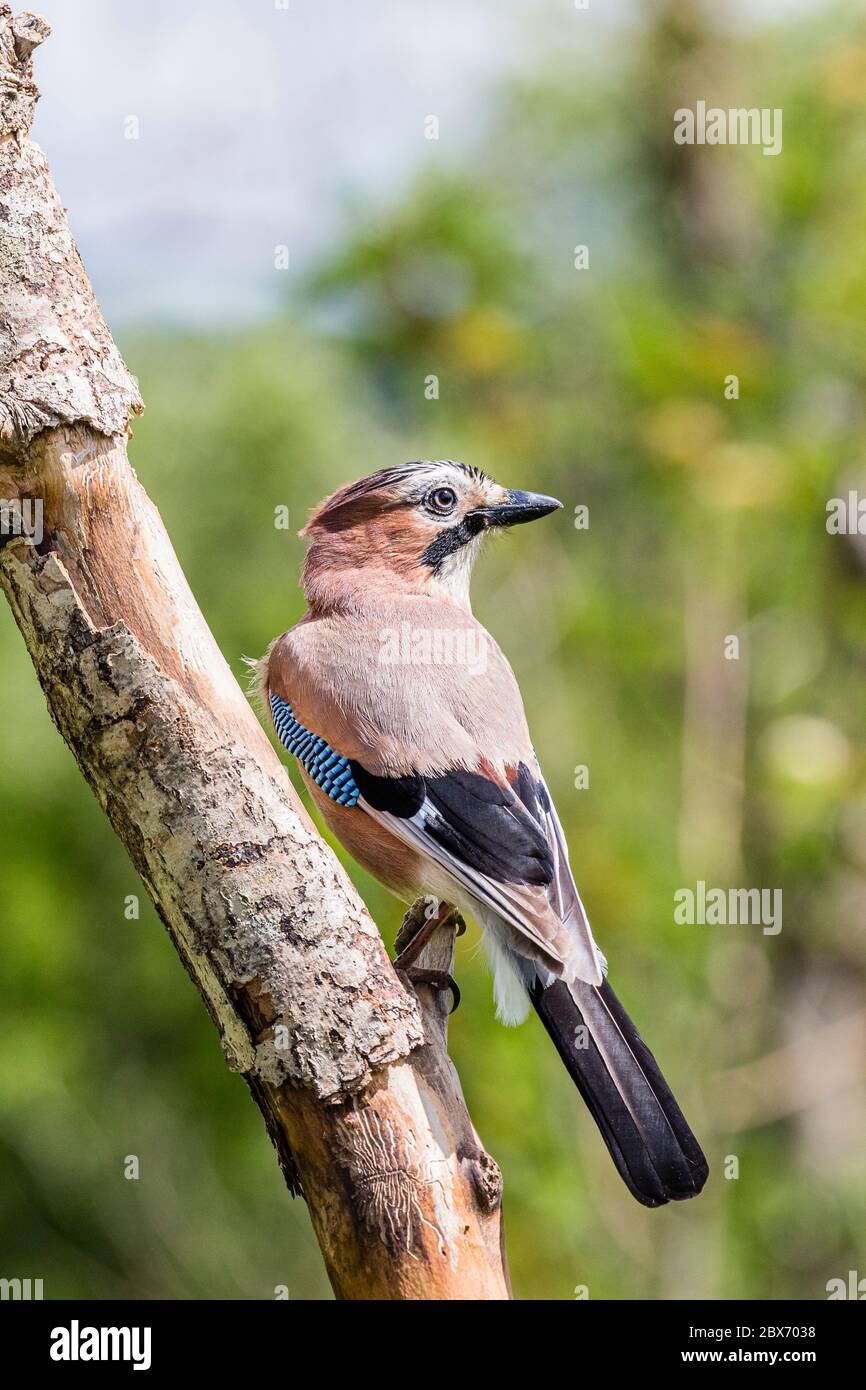 European Jay in mid Wales during springtime Stock Photo - Alamy