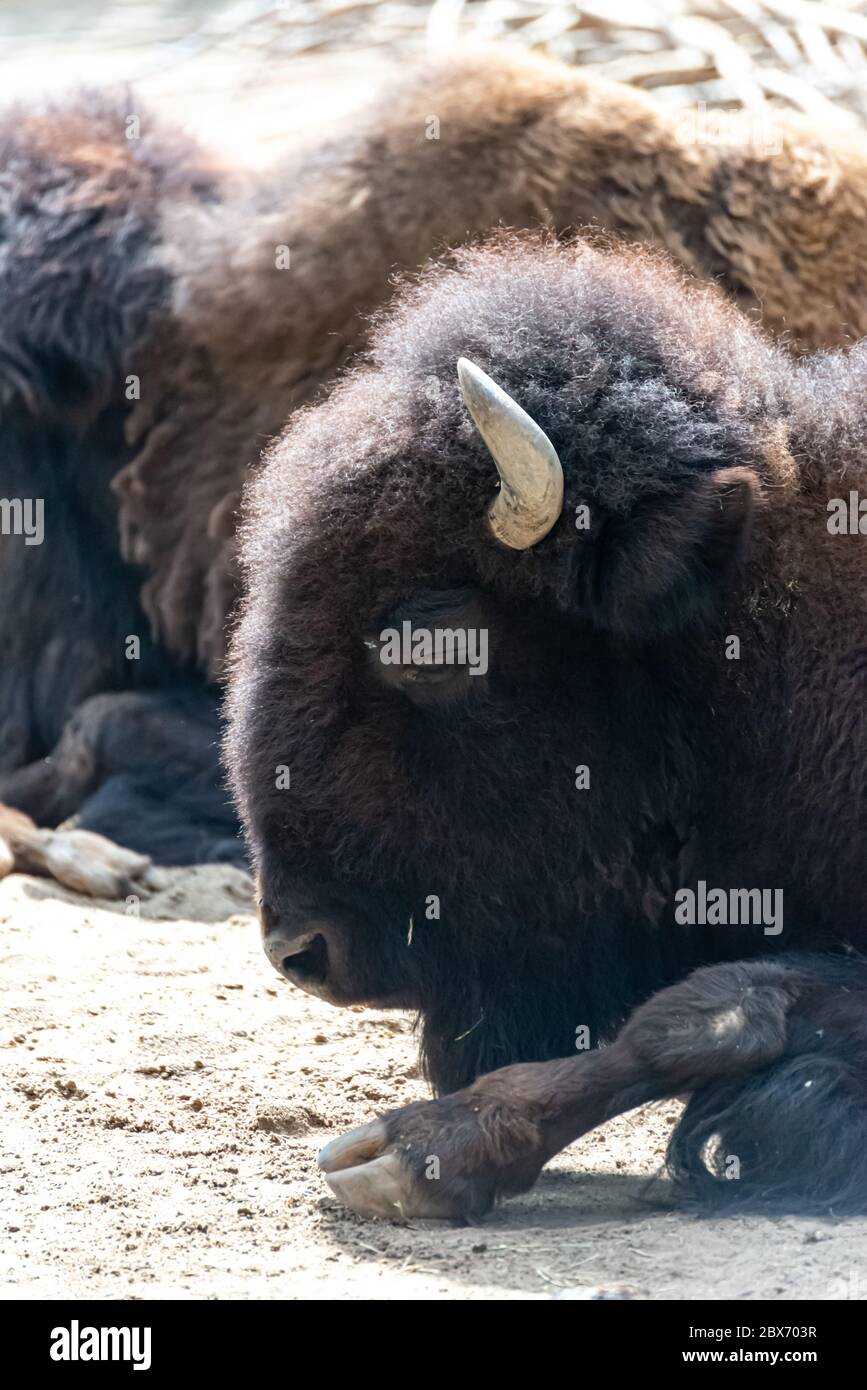 Bison mother protects her young calf Stock Photo - Alamy