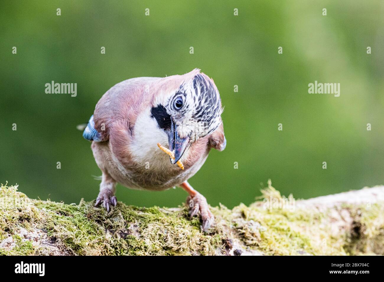 European Jay in mid Wales during springtime Stock Photo - Alamy