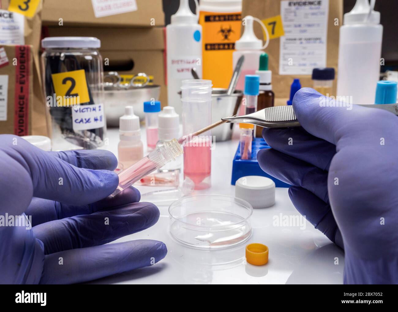 Specialized criminalistic police performs hematological analysis with ...