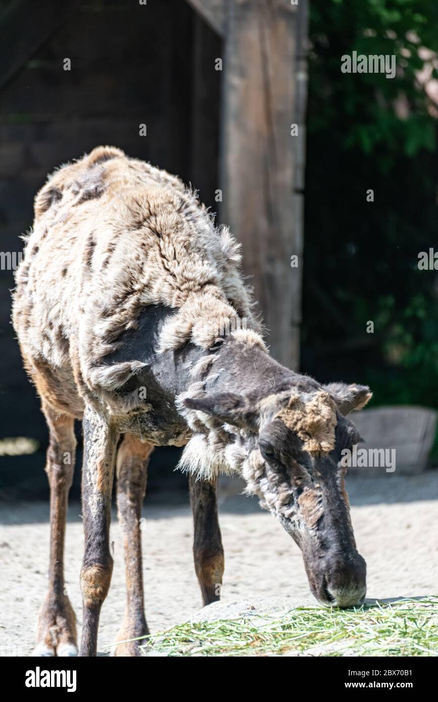 Caribou changing their fur in summer Stock Photo - Alamy