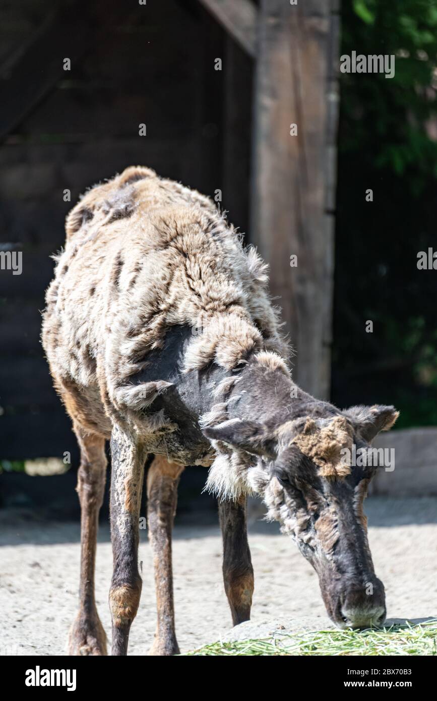 Arctic animal changing hi-res stock photography and images - Alamy