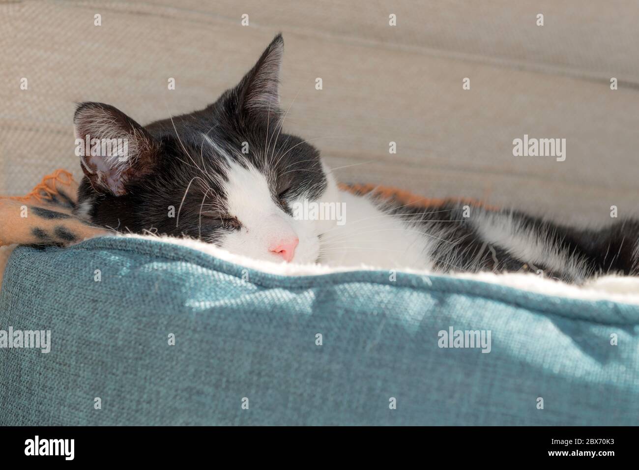 Portrait of cat sleeping on the bed Stock Photo - Alamy
