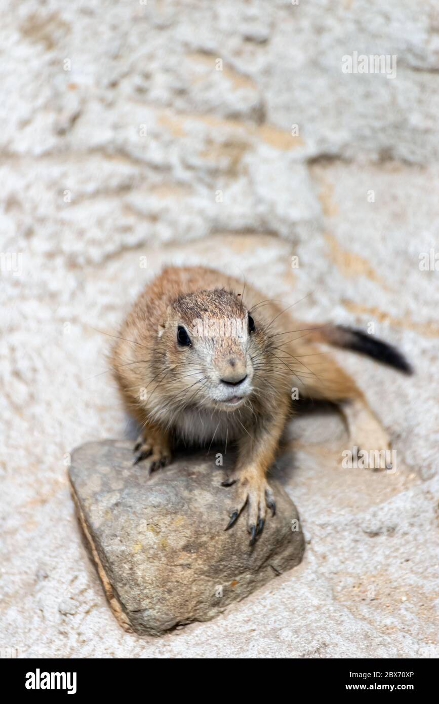 Prairie dog enjoys the warmth in the sun Stock Photo - Alamy