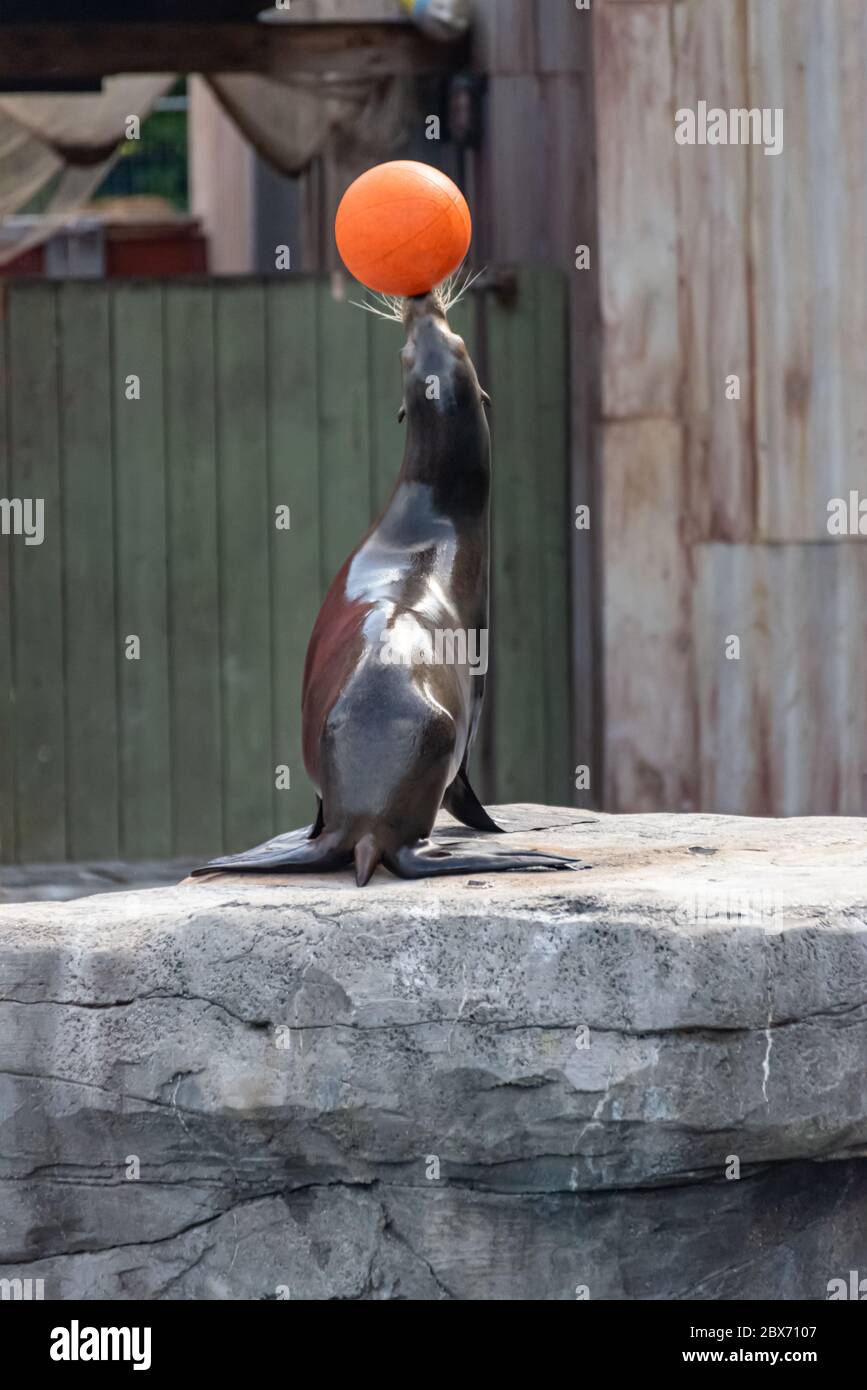 Sea lion shows tricks with the ball Stock Photo - Alamy