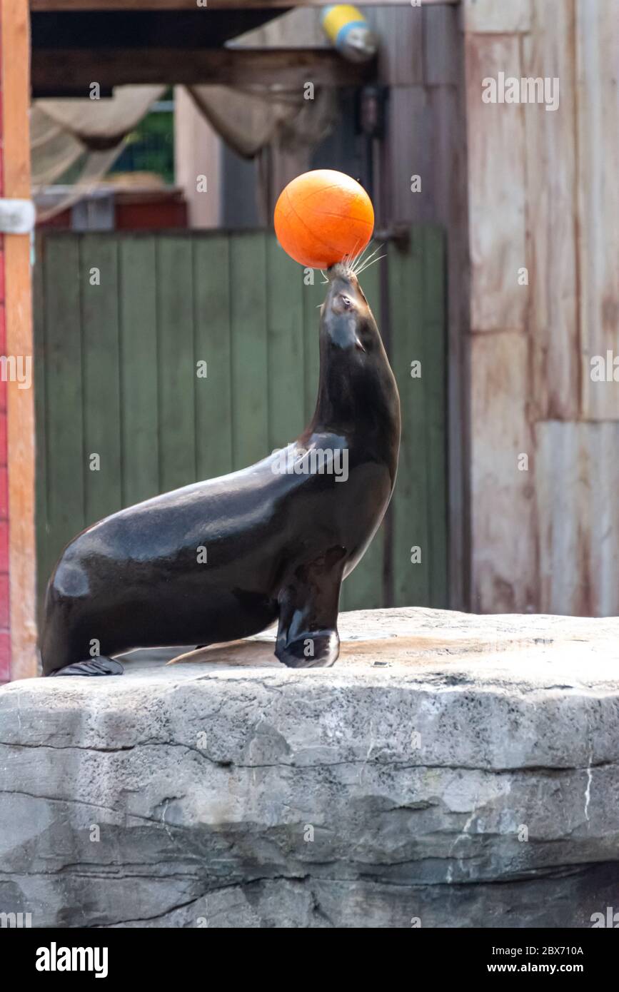 Circus seal ball icon hi-res stock photography and images - Alamy