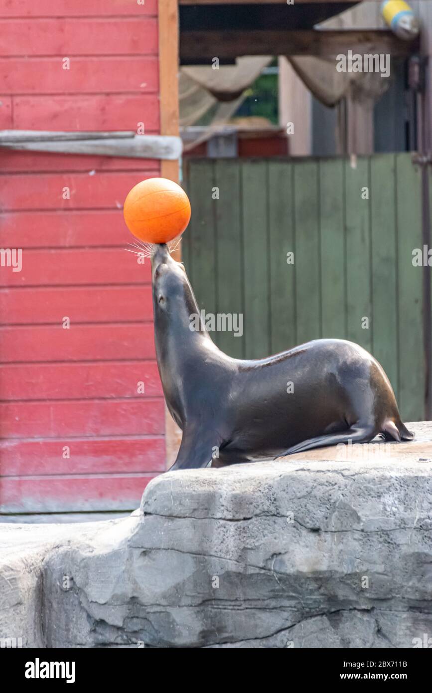 Underwater trick hi-res stock photography and images - Alamy