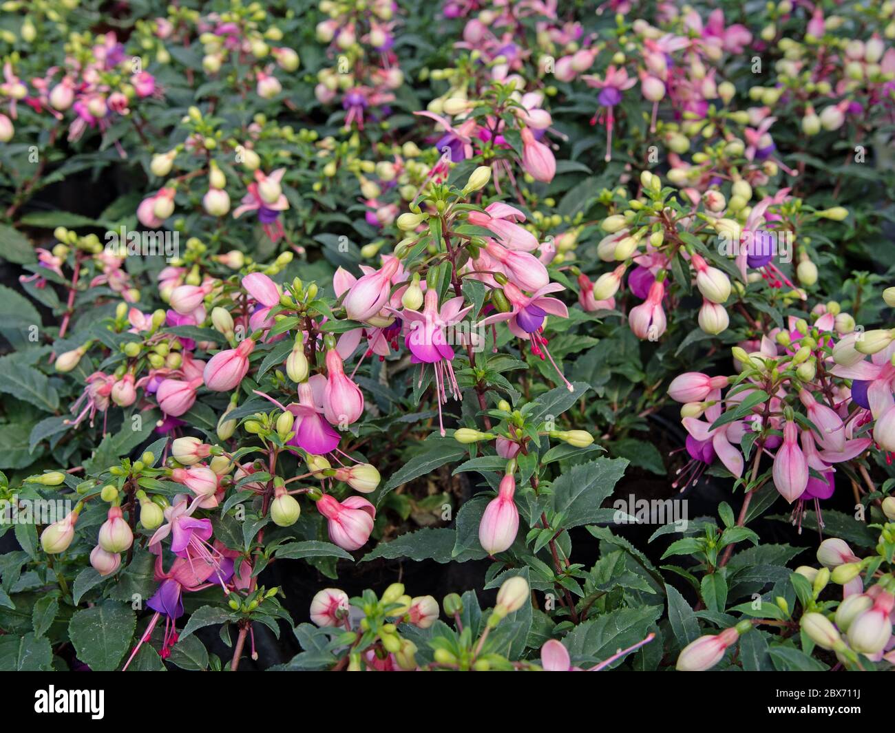 Fuchsias greenhouse hi-res stock photography and images - Alamy