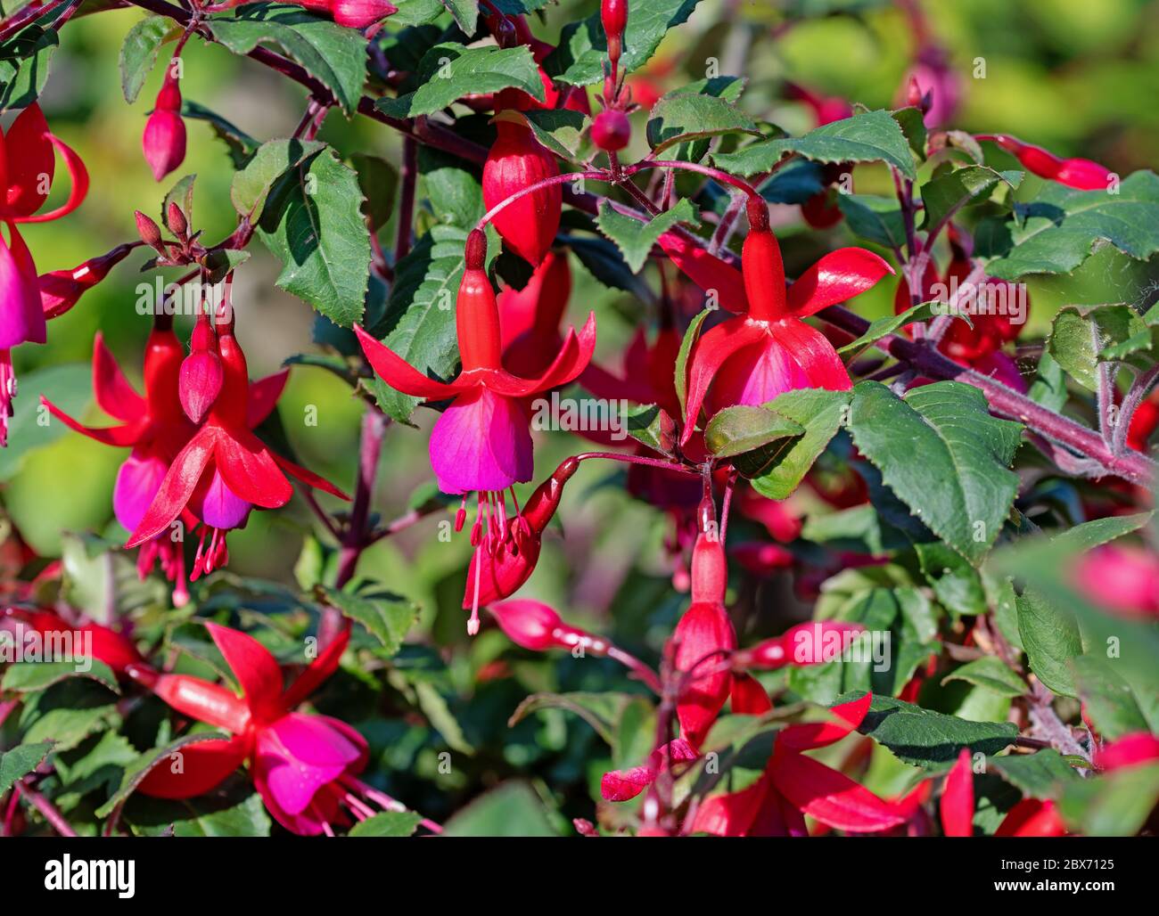 Blooming red fuchsias in the garden Stock Photo - Alamy