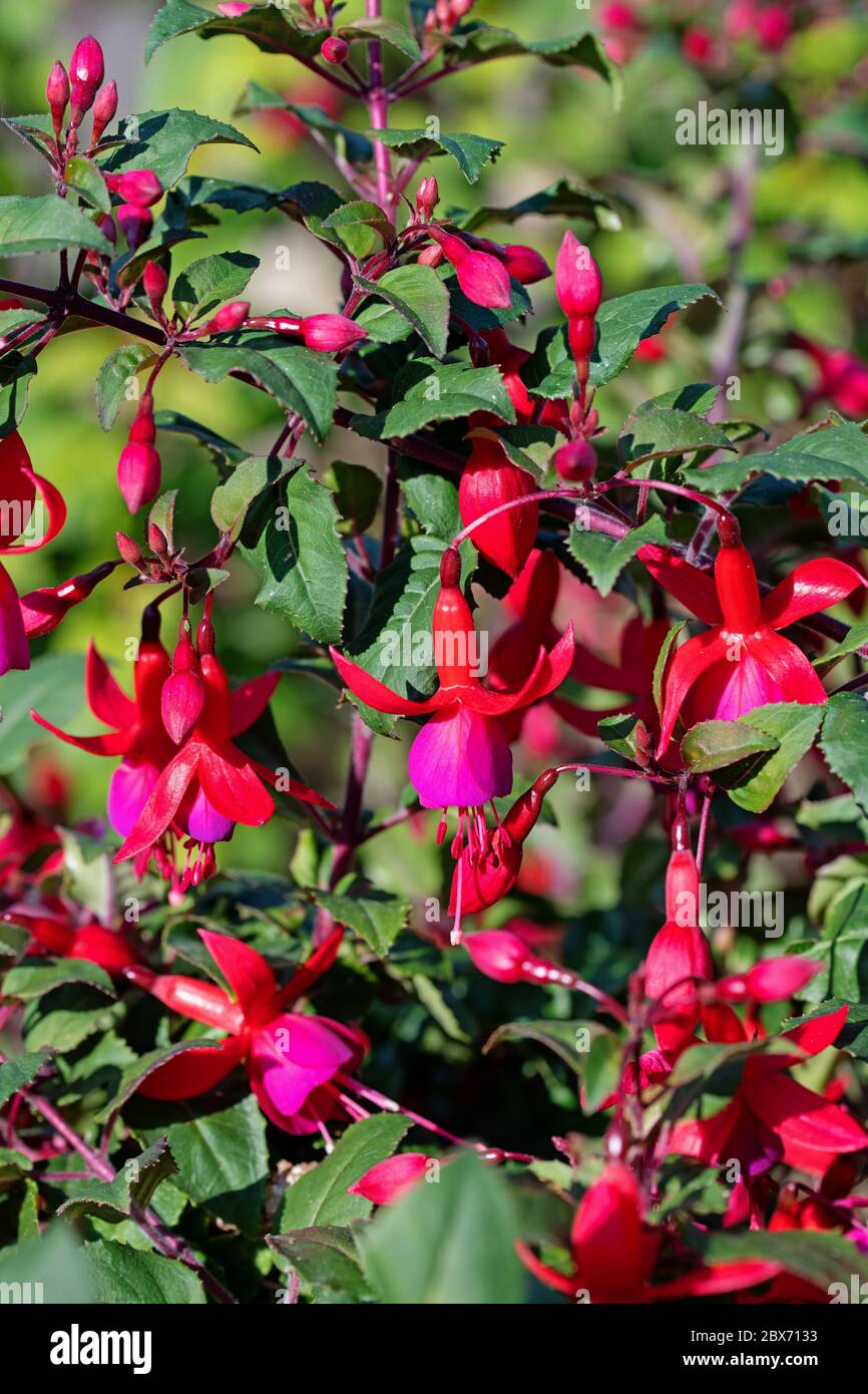 Fuchsias greenhouse hi-res stock photography and images - Alamy