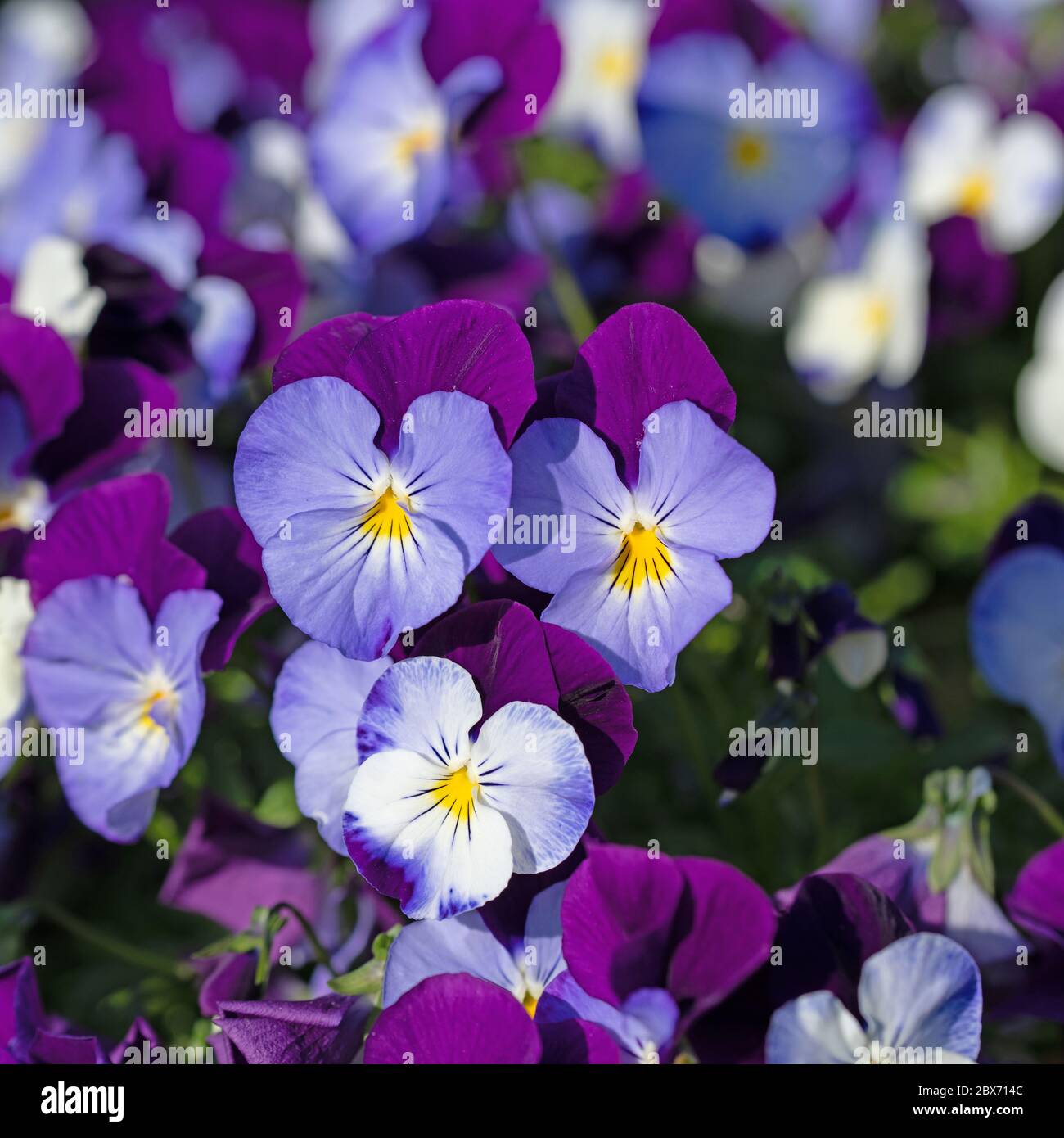 Flowering violets, viola cornuta, in spring Stock Photo - Alamy