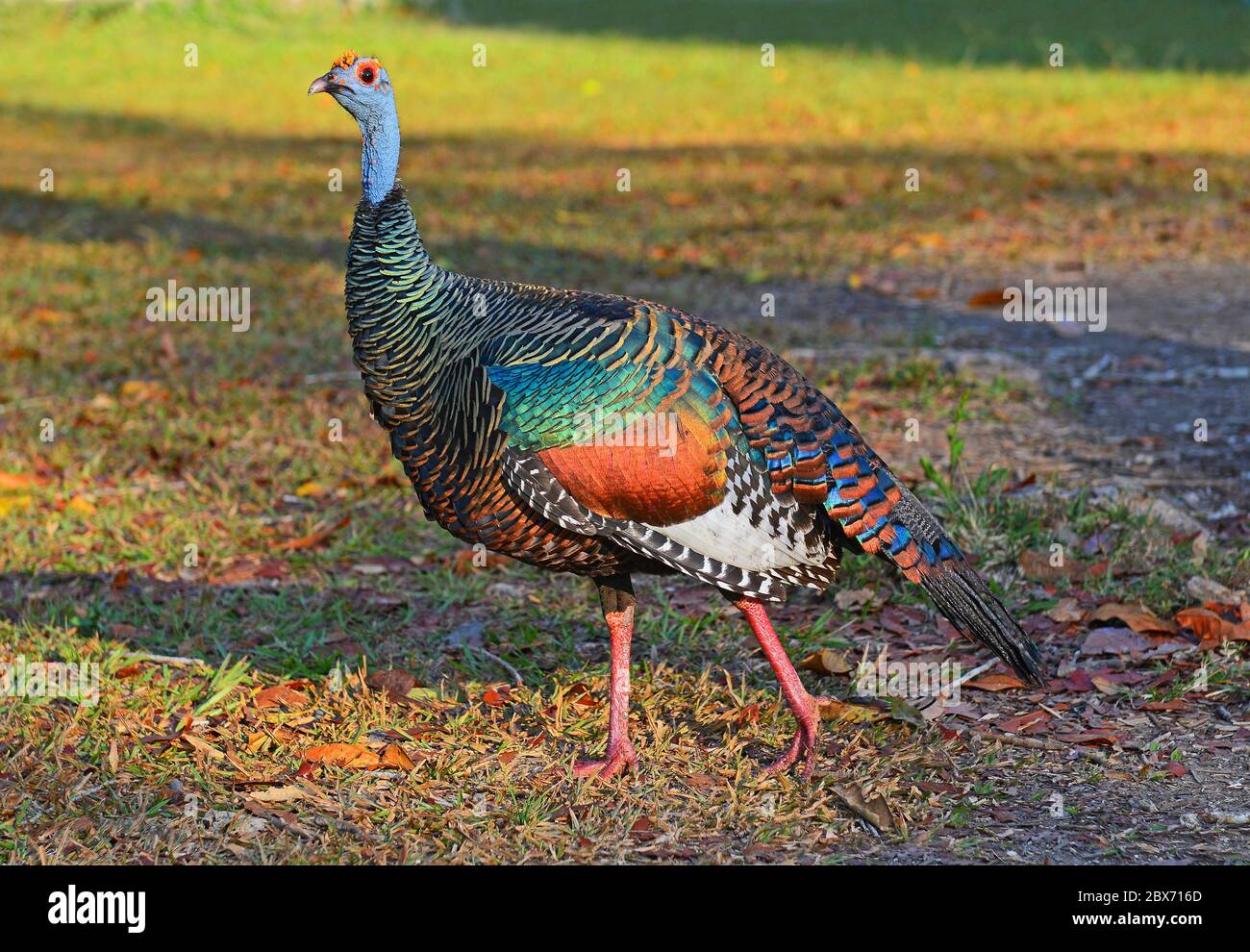 An ocellated turkey (Meleagris Ocellata) in the Mayan ruin of Tikal at ...