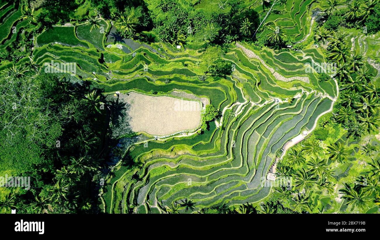 Rice terrace aerial hi-res stock photography and images - Alamy