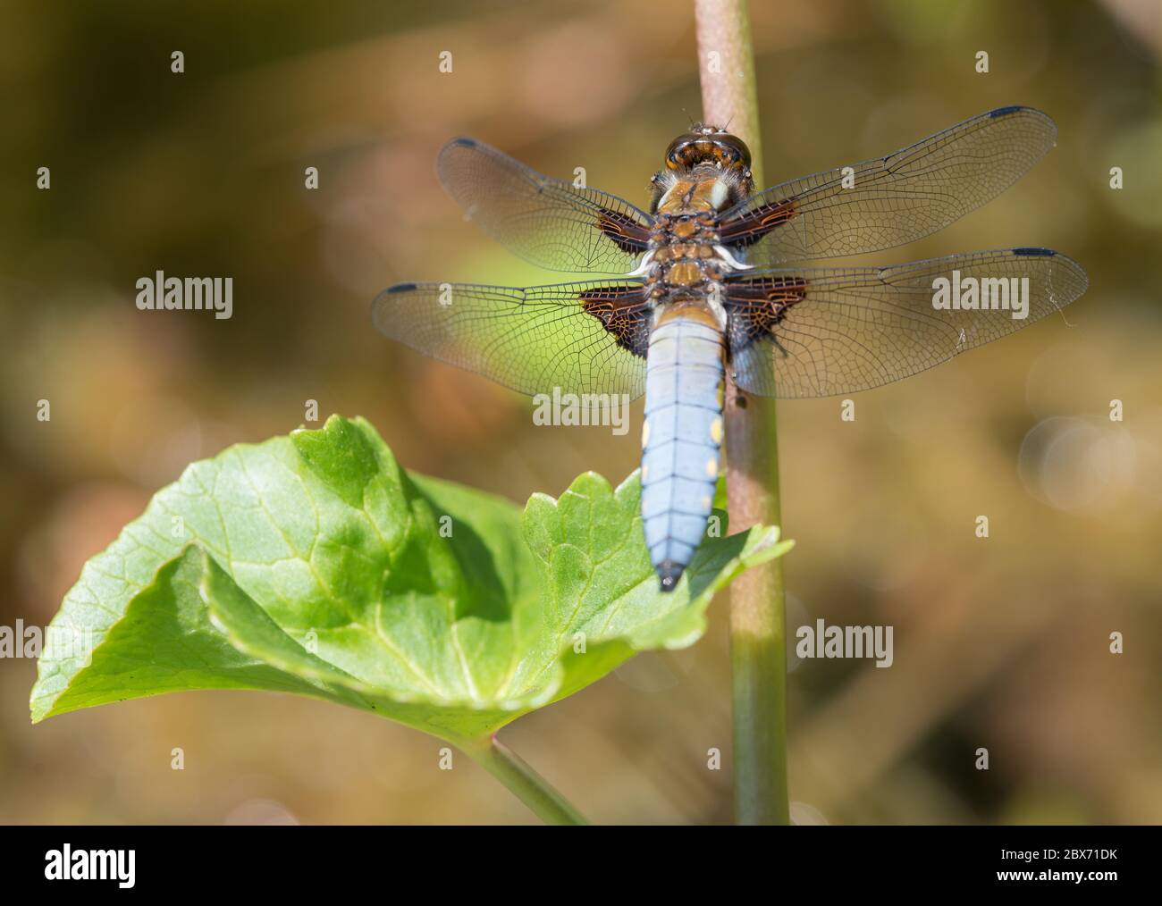 Wing venation hi-res stock photography and images - Alamy