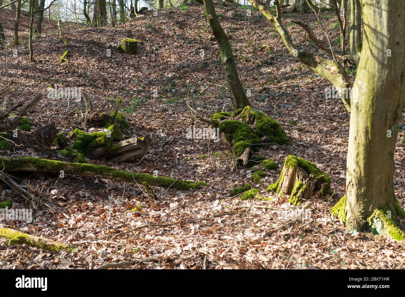 Baden baden sandweier hi-res stock photography and images - Alamy