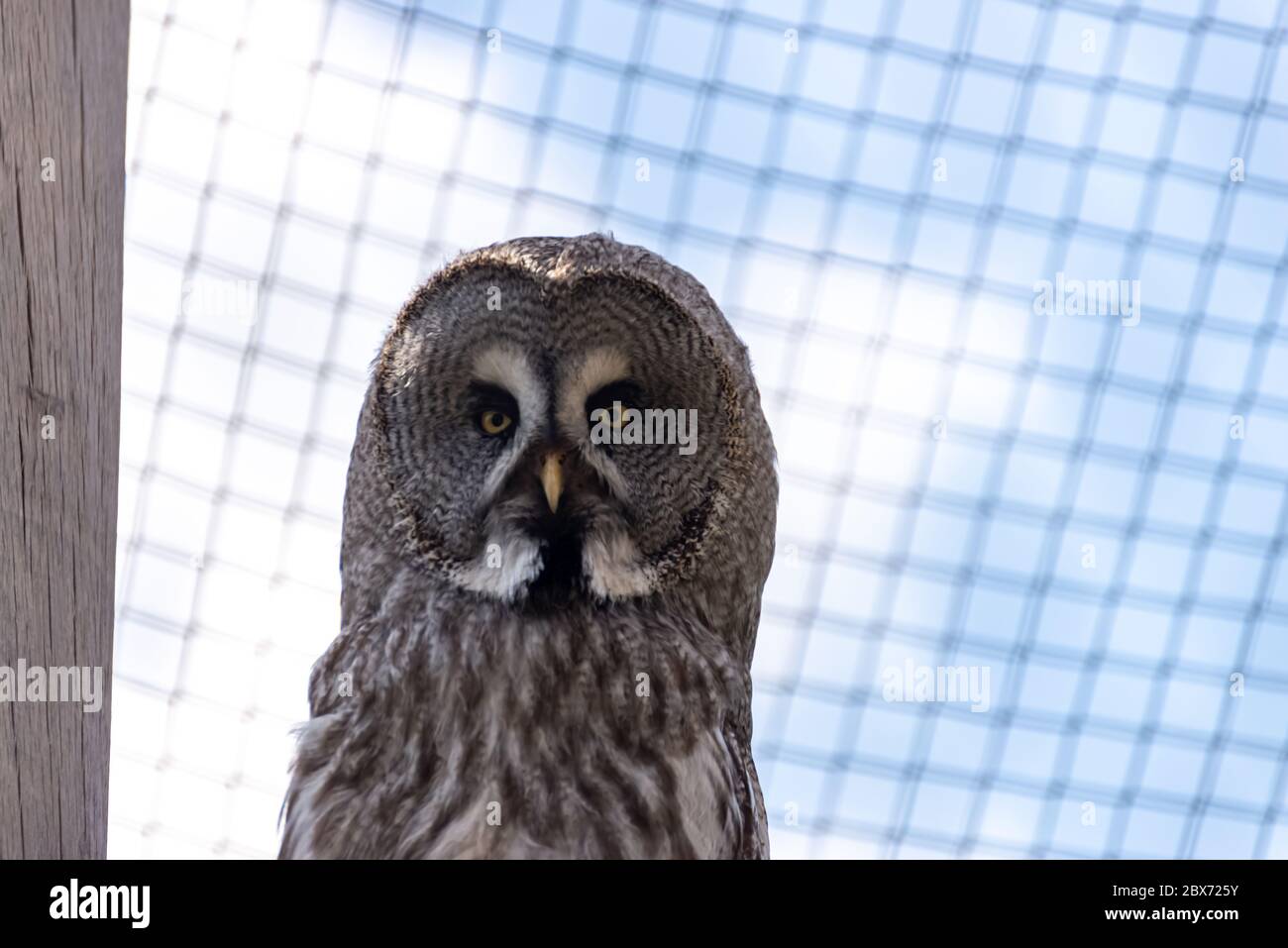 Owl looks into the camera Stock Photo - Alamy