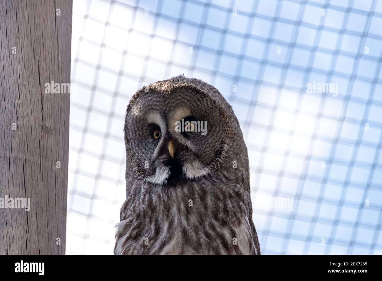 Owl looks into the camera Stock Photo - Alamy