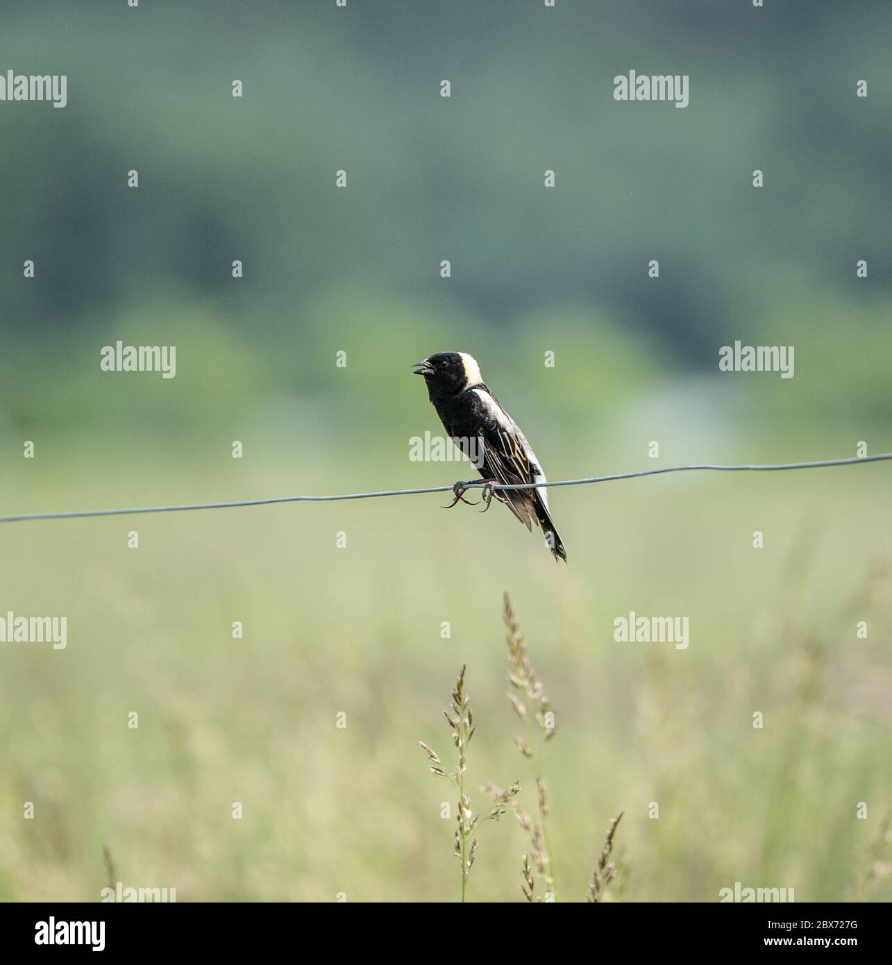 Bobolink hi-res stock photography and images - Alamy