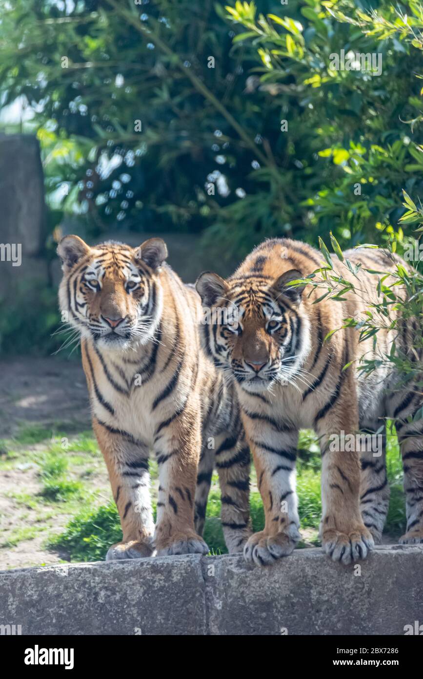 Siberian tigers roam their territory Stock Photo - Alamy