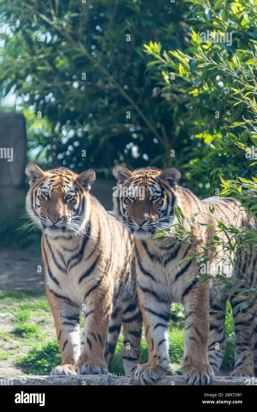 Siberian tigers roam their territory Stock Photo - Alamy