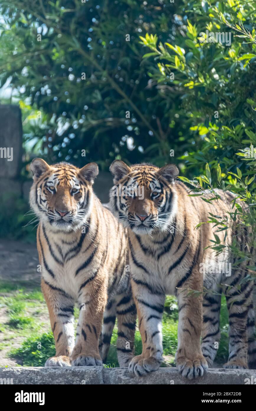 Siberian tigers roam their territory Stock Photo - Alamy