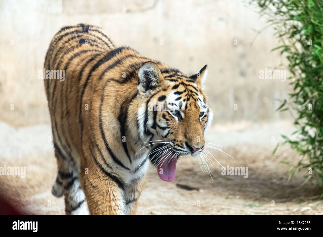 Siberian tigers roam their territory Stock Photo - Alamy