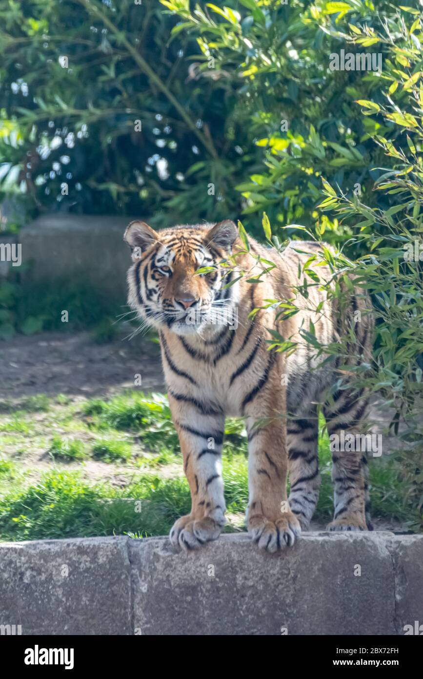 Siberian tigers roam their territory Stock Photo - Alamy